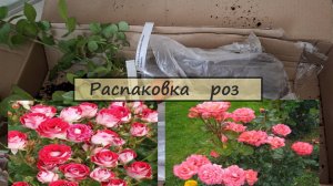 Распаковка коробки с розами Шоне Коблецерин и Вайкики.