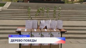 В регионы ПФО были отправлены саженцы знаменитого сталинградского тополя
