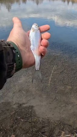 ГИГАНТСКАЯ УКЛЕЙКА НА МОРМЫШИНГ !!!