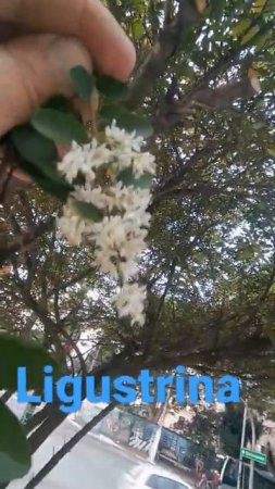 Ligustrina/(Ligustrum sinense) Lour. [Leitura na Descrição]#plantas