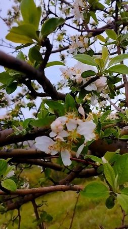 Цветущая дикая груша в горах Юго-Восточного Крыма.