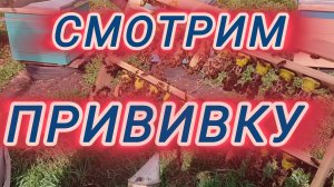 Смотрим прививку