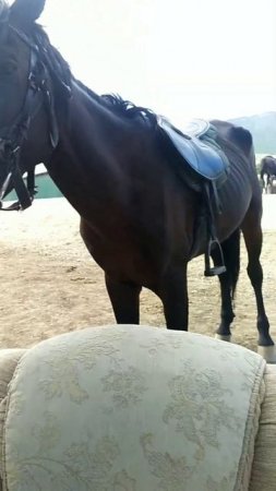 Такой красавчик🐴, разгляделся, не забудьте подержать👍, (Конный клуб Агачаул)