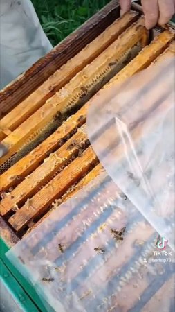 🐝🌞🐝🌞🐝🌞🐝🌞