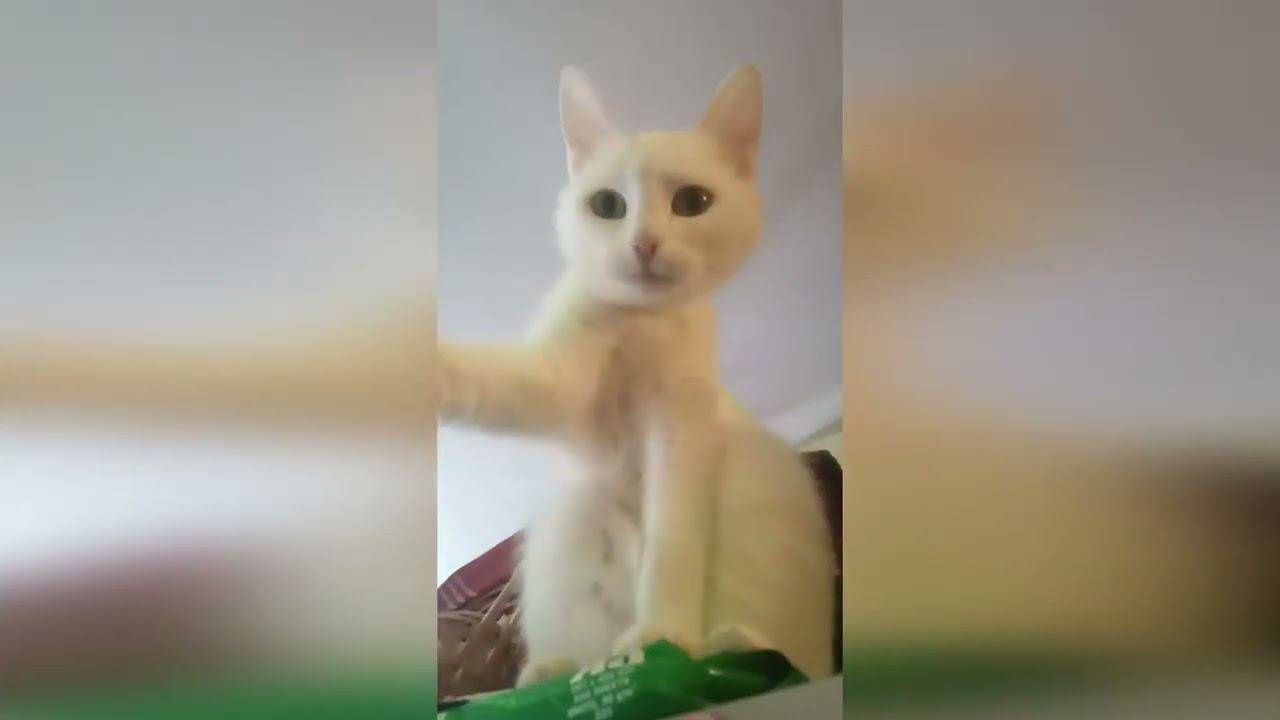 Кошка утром