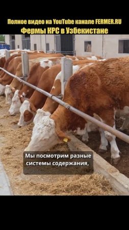Молочный КРС на семейной ферме Panaev Farms Узбекистан, Каракалпакстан Нукус #shorts #молоко #фермер