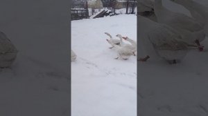 У гусей опять зима