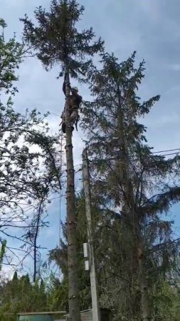 Удаление макушки у дерева в Саратове арбористом