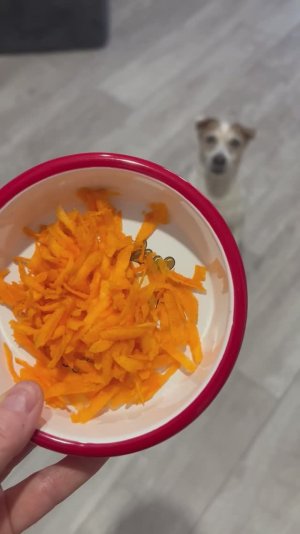 Все любят морковку 🐶🥕