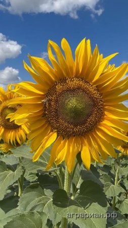 Опыление подсолнечника пчелами