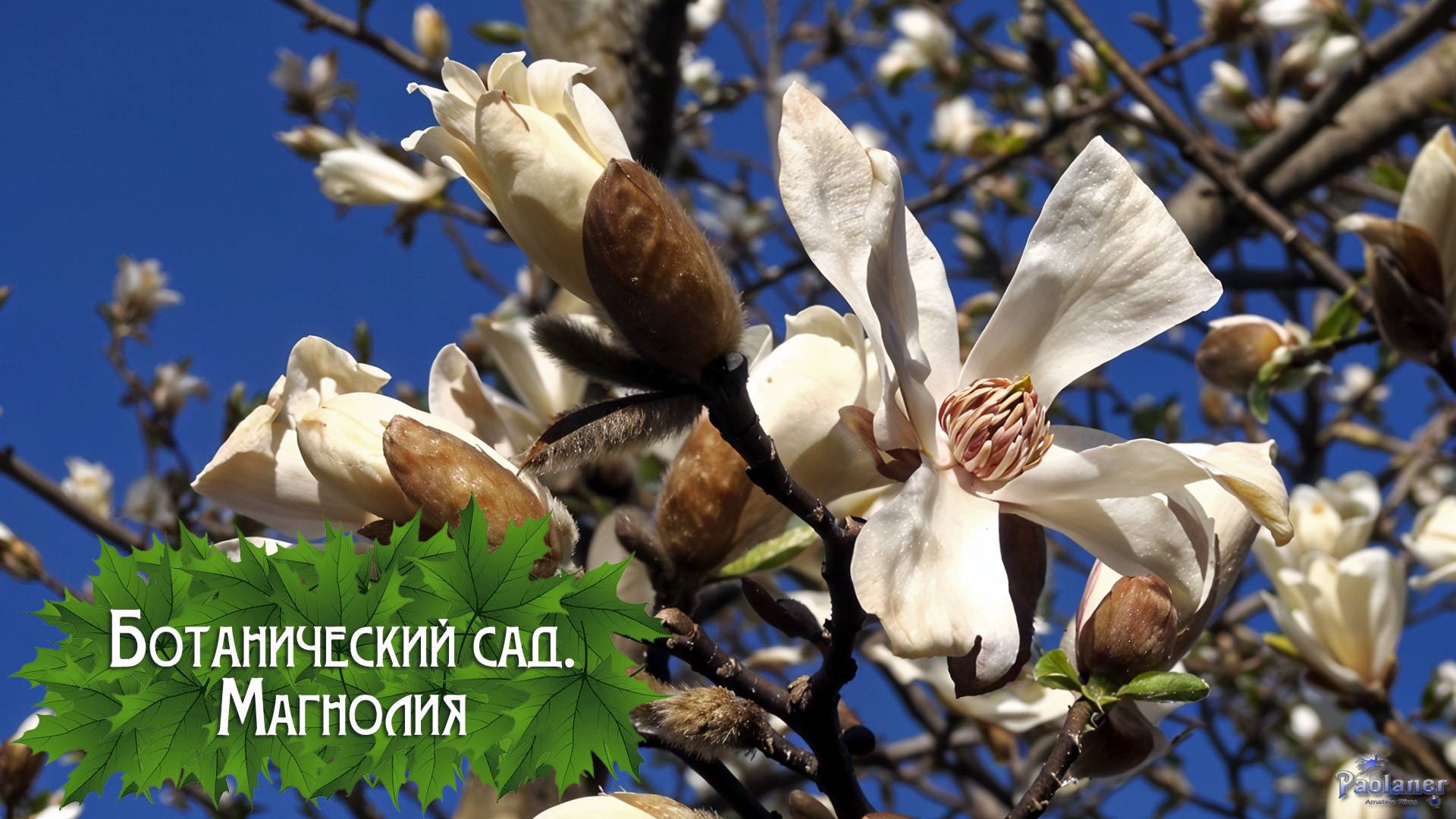 Ботанический сад. Магнолия (2025)