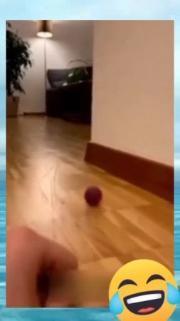 Прикольные видео  с котами