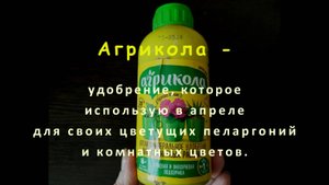 Чем подкормить цвету щие пеларгонии в конце апреля
