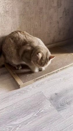 Котик очень любит именно эти когтедралки❤️