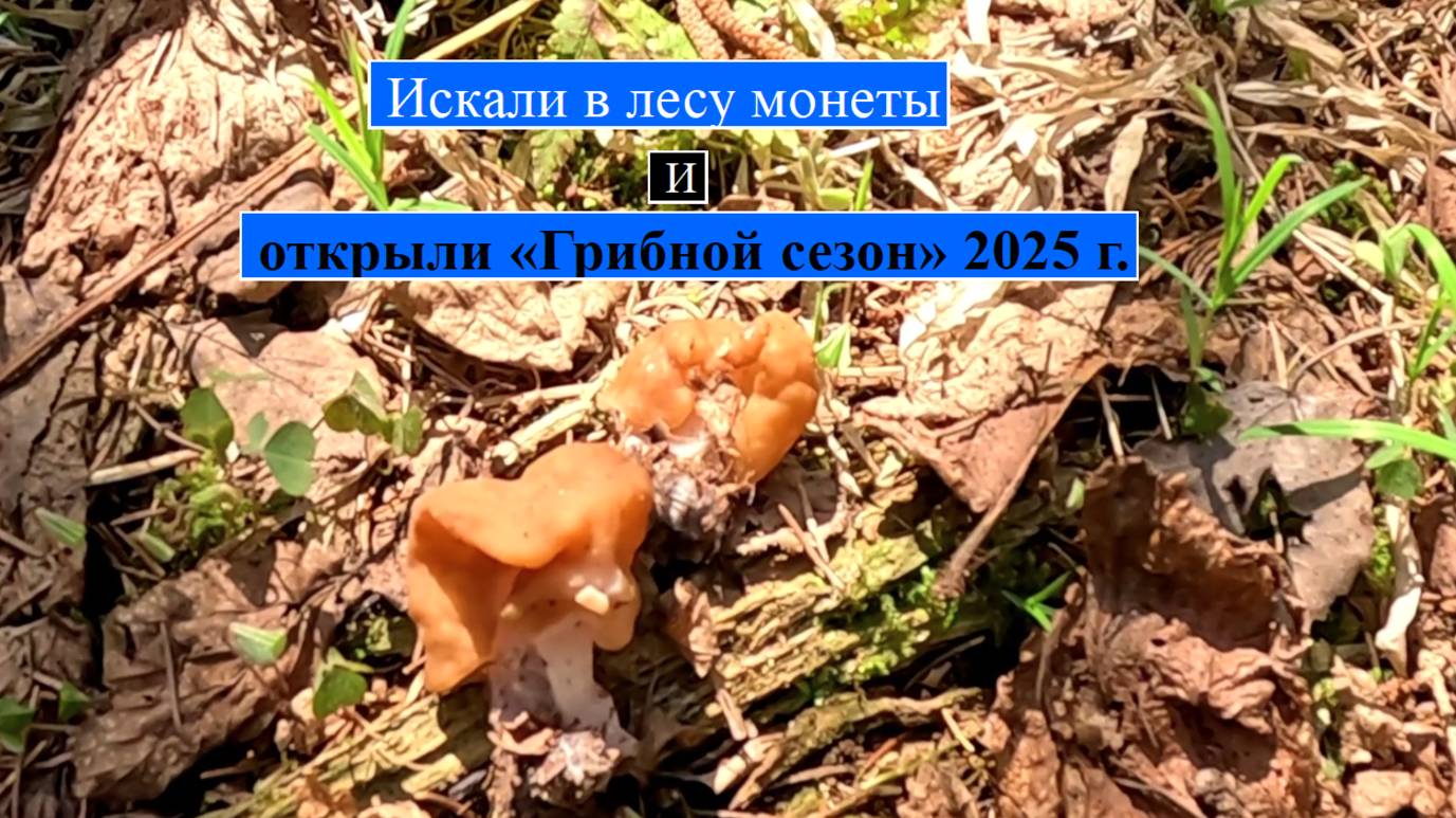 Пошли в лес за монетами, а заодно набрали немного грибов.