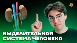 Выделительная система человека | Задание №16 ОГЭ по биологии | Умскул