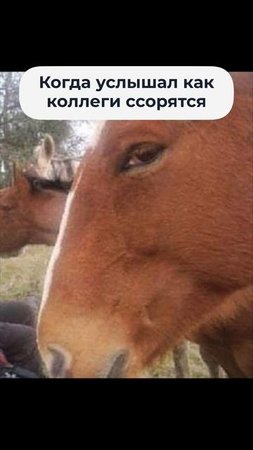 У нас коллеги не ссорятся, а дискутируют. Но подслушивать все равно интересно!