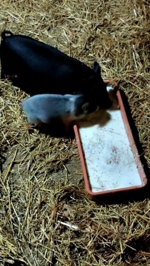 Мечты, которые растут: История маленького поросенка 🐷🌟
