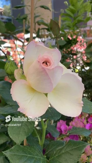 Весна-красна!