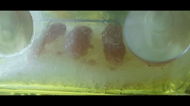 Ч 64 Аквариум Выход улиток Мольки анциструса