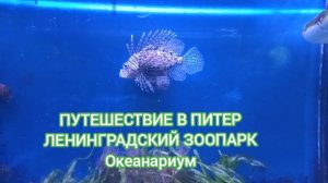 ПУТЕШЕСТВИЕ В ПИТЕР. ЛЕНИНГРАДСКИЙ ЗООПАРК. ОКЕАНАРИУМ.