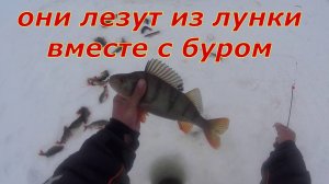Сколько же тут рыбы? Рыба лезет из лунки вместе с буром.