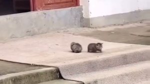 Смена почетного караула