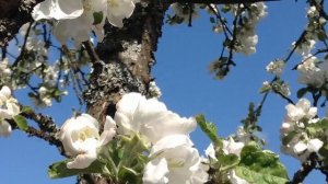Яблони цветут! Apple trees bloom!