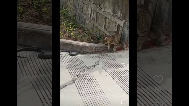 Кошки дерутся со змеями