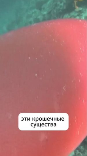 Что это такое? Коротко о гигантской пиросоме #shorts