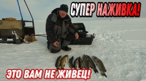 ЩУЧИЙ ЖОР. Жерлицы ГОРЯТ. ВОТ это НАЖИВКА!!!