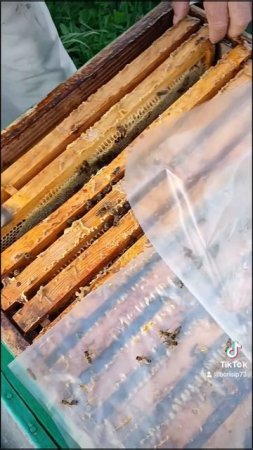 🐝🌞🐝🌞🐝🌞🐝