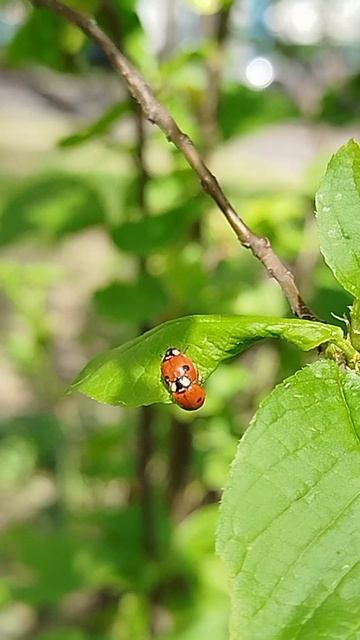 Божьи коровки