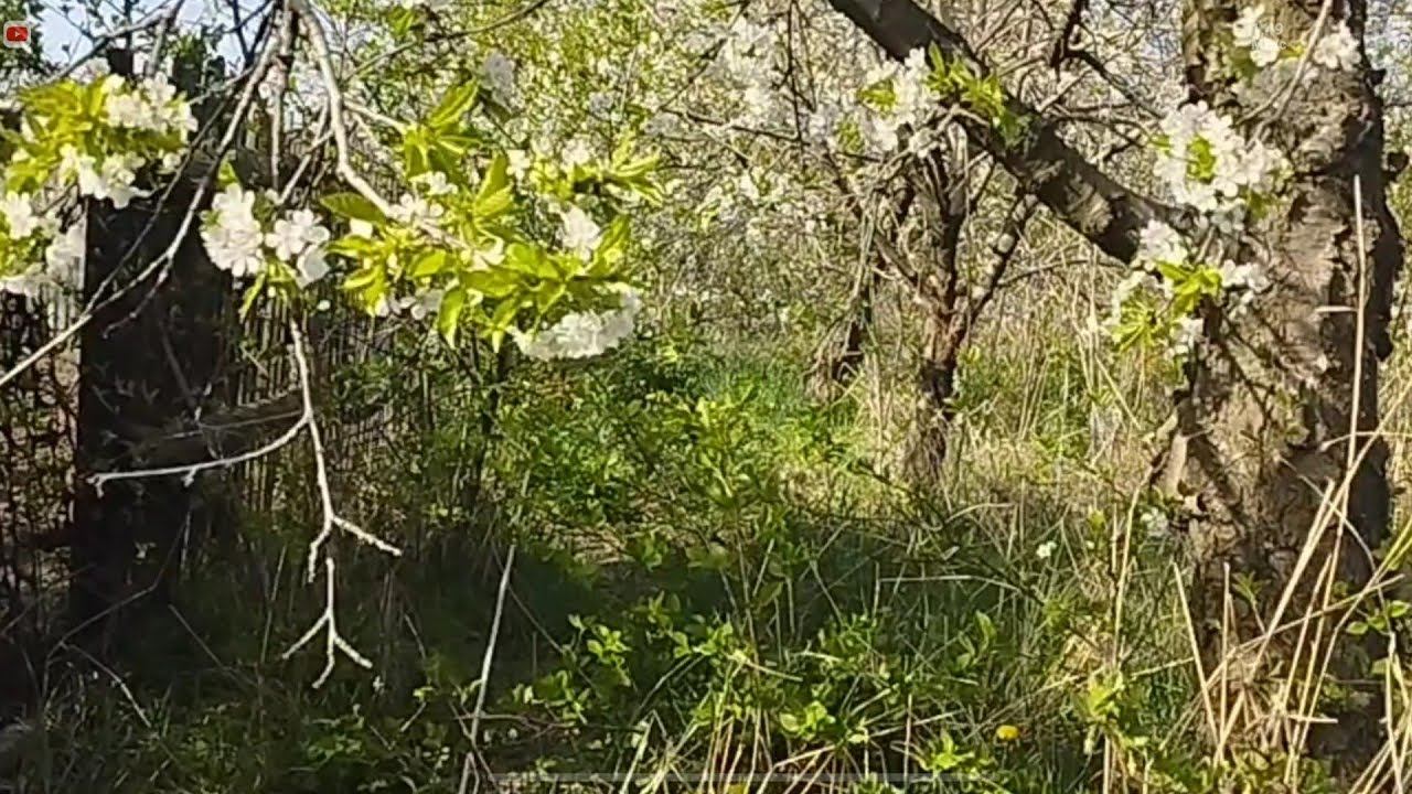 Распаковка на фоне природы. Посылка от Василия из Москвы.