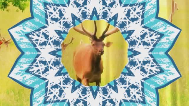 Песня про оленя. Misha Ingelant