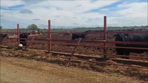 Продажа КРС абердинов, лимузинов, шароле и голштинов в Узбекистан