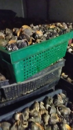 ПЕРВЫЙ ПРИХОД РАПАНА 2 тонны #рыбныйпуть #морепродукты