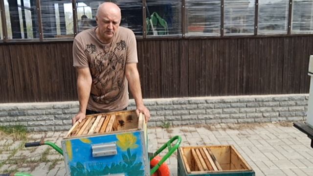 Логика расширения пчелиных гнёзд в апреле-мае. Тепловой режим гнезда