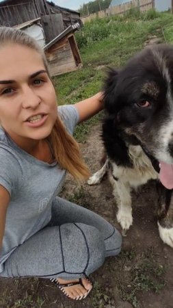 Akita Dog School отзыв о дрессировки алабая