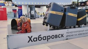 Доставляем и сопровождаем собак по России
