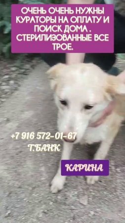 Клюква, Ася , Карина , спасены из отлова в Казахстане