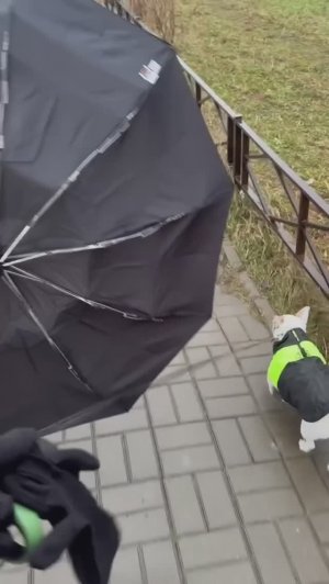 Как маленького пёсика чуть не унесло ветром 😳