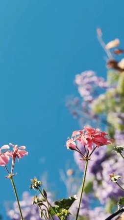 Small pink flower, purple flowers and a bule sky in the background#short #bulesky#vibes #viralvideo