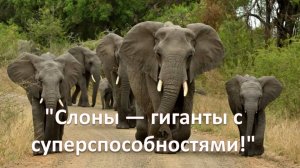 Интересный факт: "Слоны гиганты"
