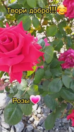 😉Вы увидите, и вам тоже понравится!!!💗🌹