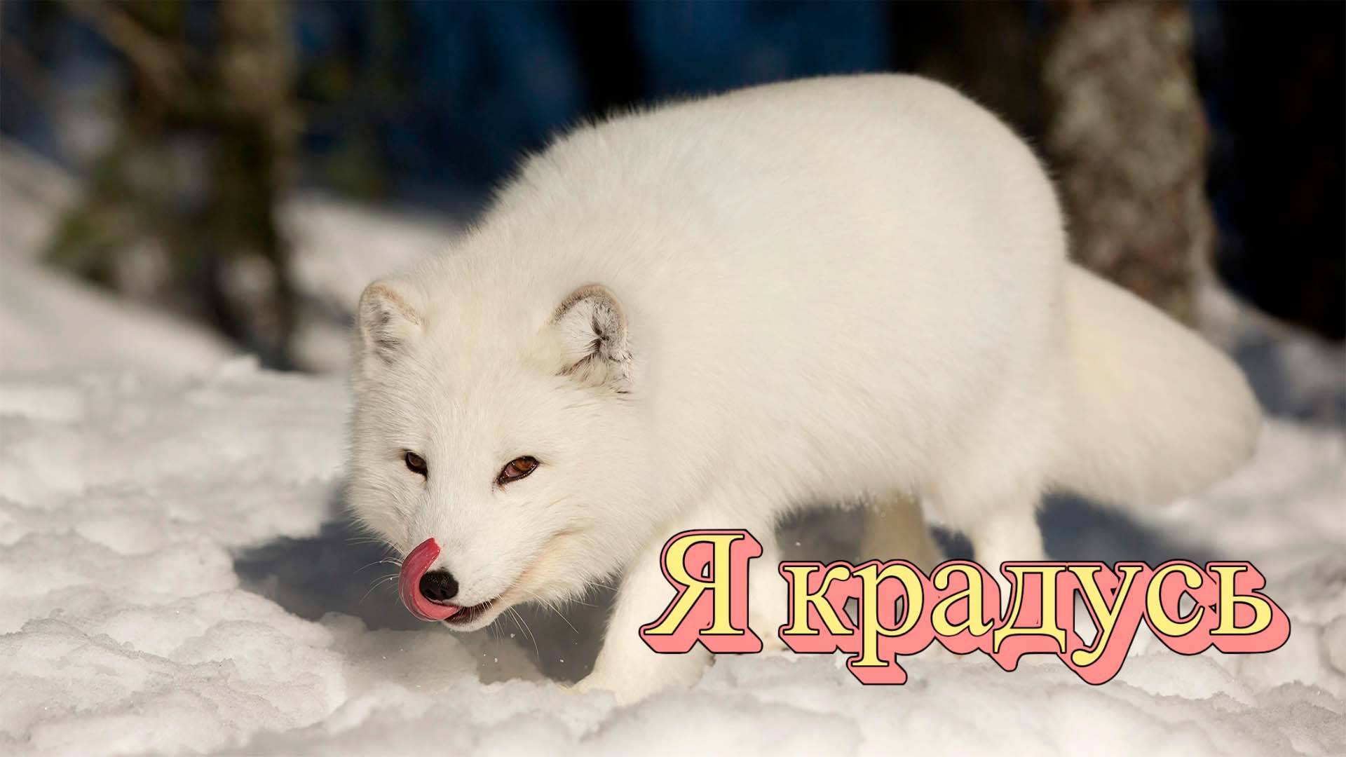 Песец приходит не заметно
