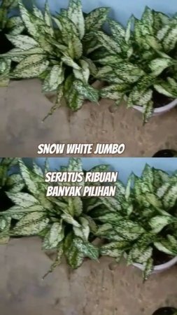 snow white 100 ribuan #hargatanamanhiasterbaru #griyaaglonemadenoxpurbalingga 085_227_648_648