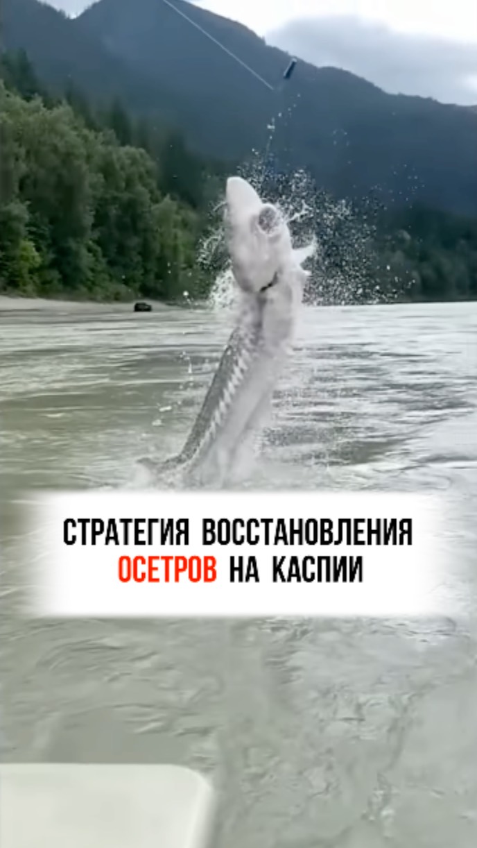 Стратегия восстановления осетров на Каспии