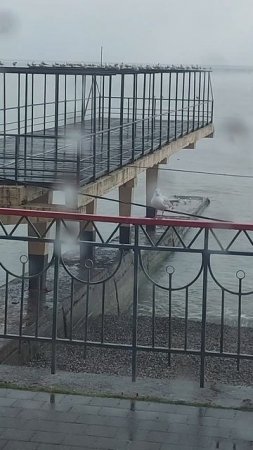 🚊Ласточка.Адлер-Сочи.(3)
