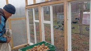 Навели порядок. Родители достали семенной картофель. Папа заливает бетон, а мама сажает капусту